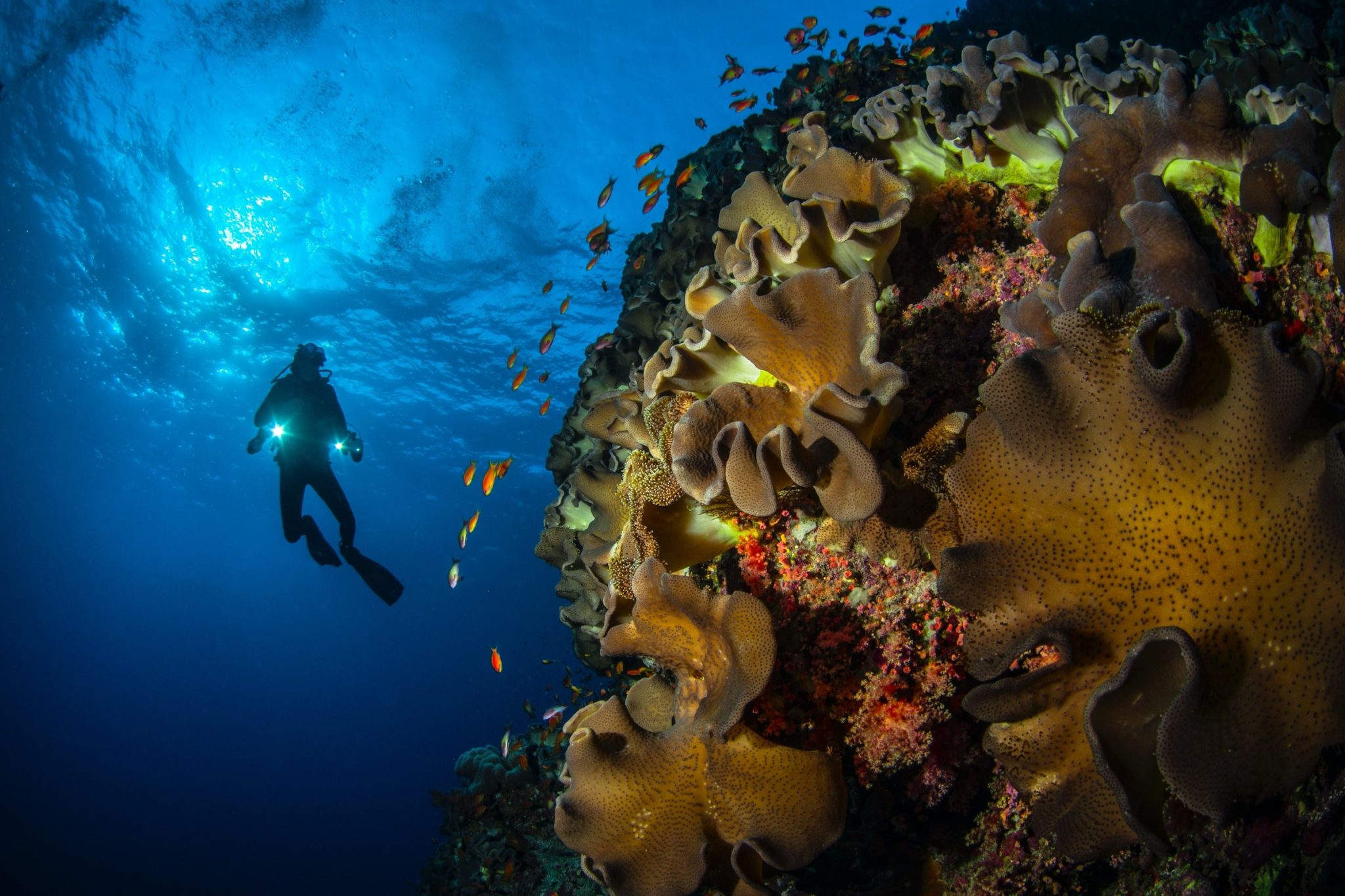Quels Sont Les Diff rents Niveaux De Plong e Sous marine NeoGlisse quels-sont-les-diff-rents-niveaux-de-plong-e-sous-marine-neoglisse